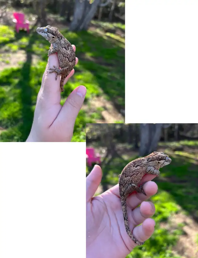Gargoyle Geckos ($200-$225) | Reptiles & Amphibians for Rehoming ...