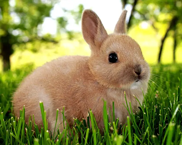 Dwarf Bunny WANTED | Small Animals for Rehoming | Winnipeg | Free local ...