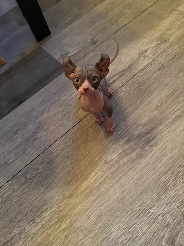 sphynx male elf | Cats & Kittens for Rehoming | Drummondville | Free ...