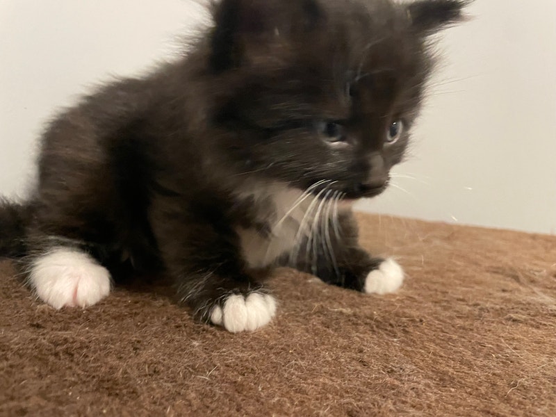 Kittens looking for new home(s) | Cats & Kittens for Rehoming | London ...