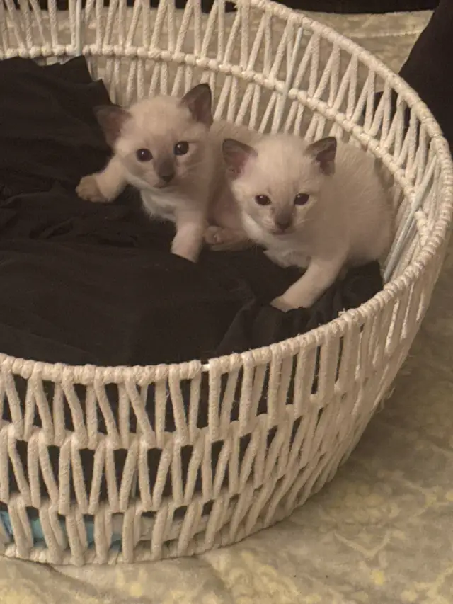 Siamois / Siamese | Cats & Kittens for Rehoming | City of Montréal ...