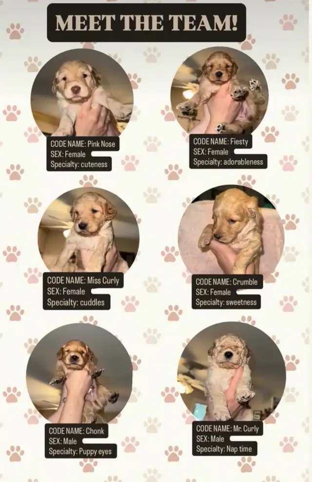 Standard Golden Doodle Puppies | Dogs & Puppies for Rehoming ...