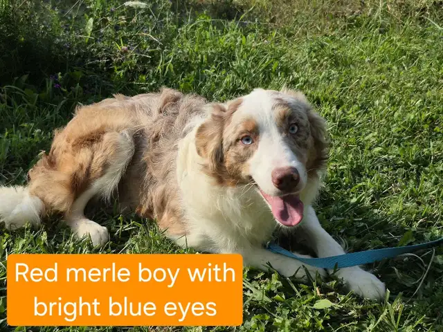 CBCA Registered Border Collie Puppies/Dog & CKC Reg Rough Collie | Dogs ...