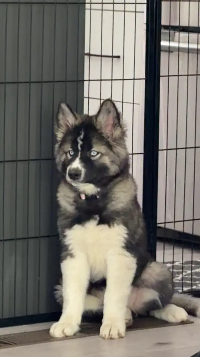 Akita X Siberian husky | Dogs & Puppies for Rehoming | Delta/Surrey ...