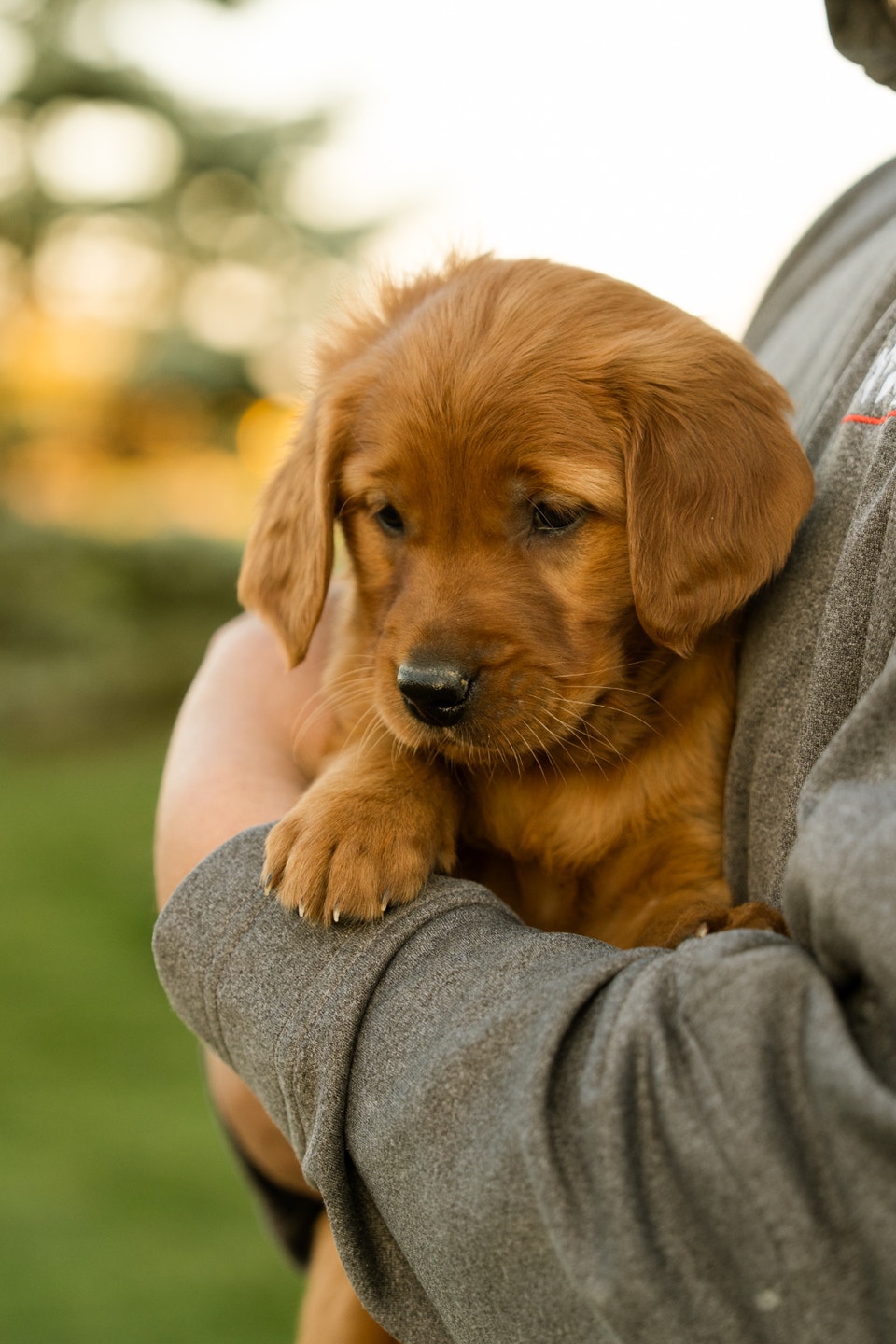 CKC Red Retrievers | Dogs & Puppies for Rehoming | St. Catharines ...