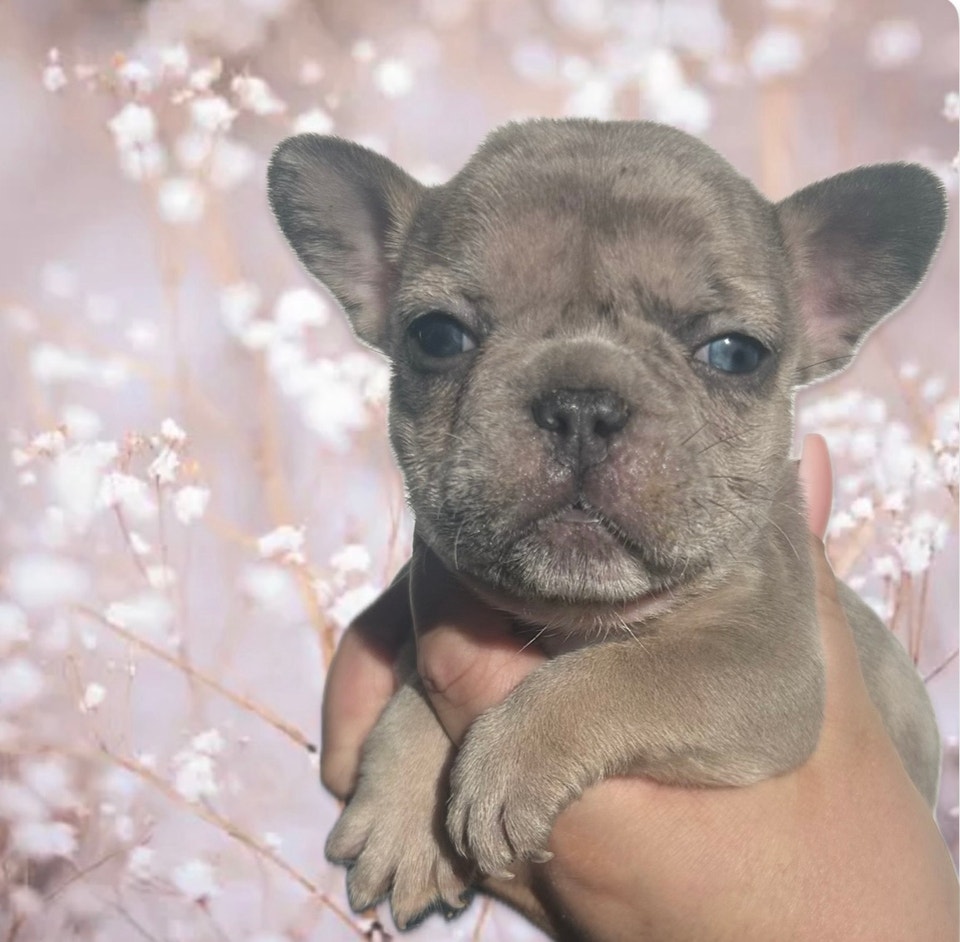 adorable friendly French bulldog puppies | Dogs & Puppies for Rehoming ...