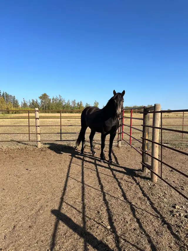 2023 Percheron/quarter horse filly | Horses & Ponies for Rehoming ...