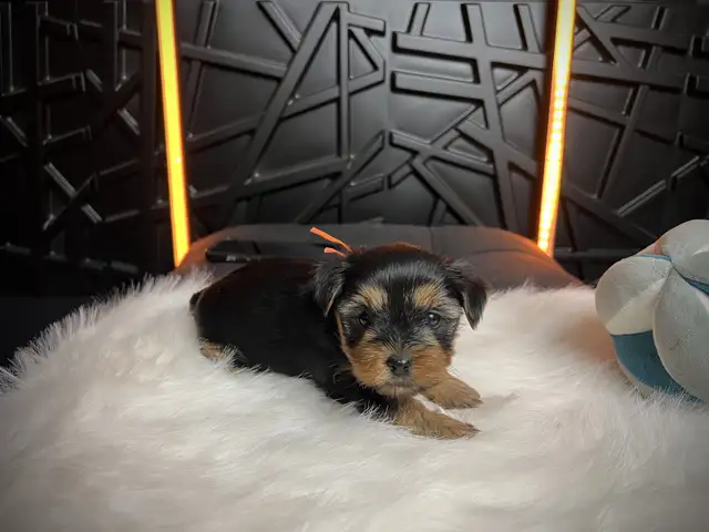 Magnifiques chiots Morkies – Maltais x Yorkshire | Dogs & Puppies for ...