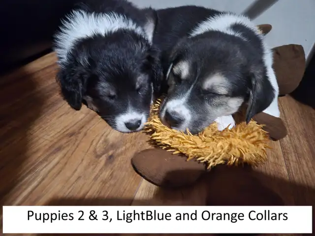 Border Collie X Shepherd X Husky Puppies for loving homes | Dogs ...