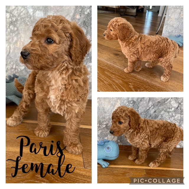 F1B Labradoodle Puppies! | Dogs & Puppies for Rehoming | Edmonton | Kijiji