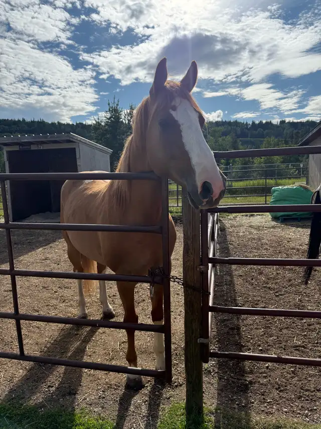 7 year old QH/arab gelding | Horses & Ponies for Rehoming | Strathcona ...