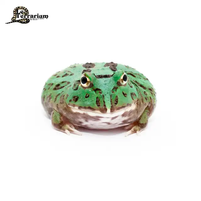 Grenouille pacman - Peppermint blue | Reptiles & Amphibians for ...