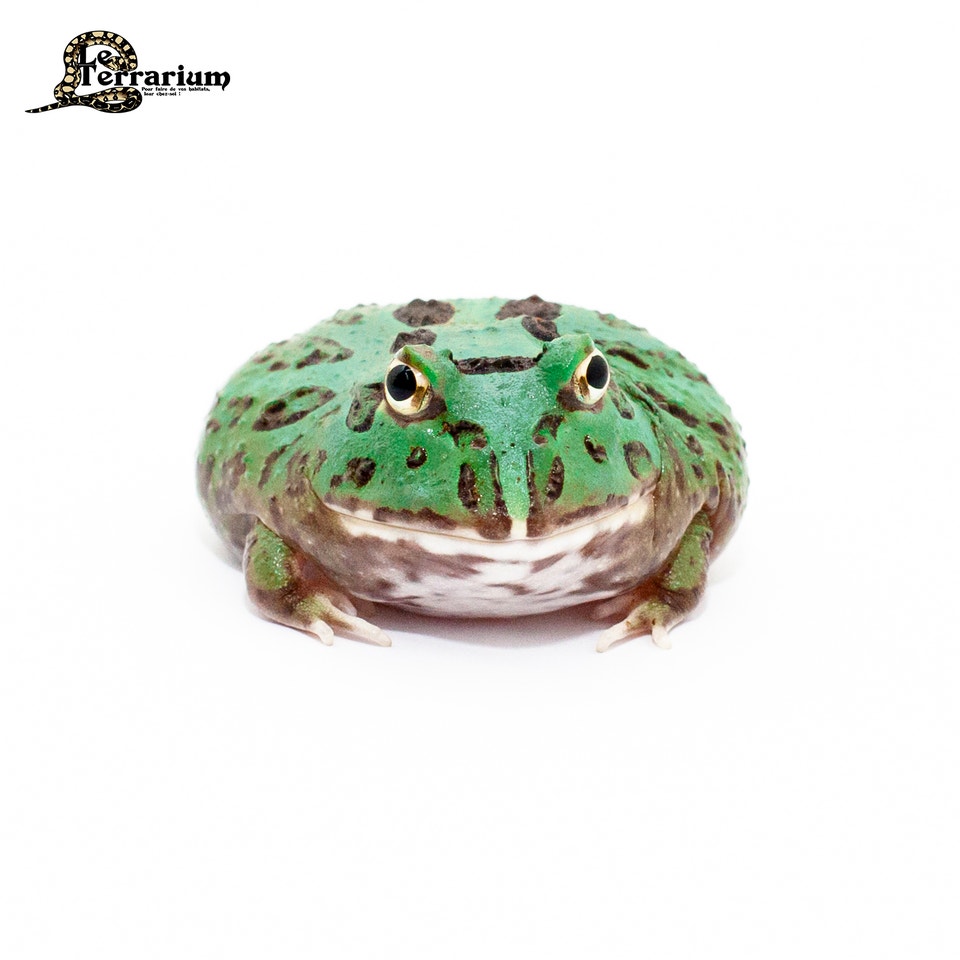Grenouille pacman - Peppermint blue | Reptiles & Amphibians for ...
