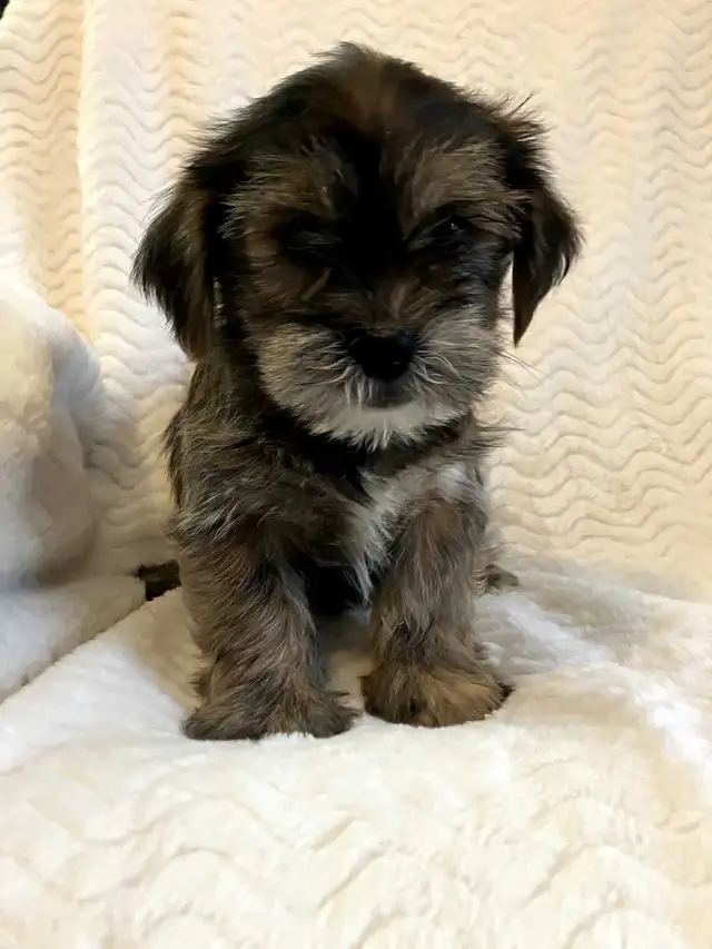 Shorkie puppies (Shih Tzu x Yorkshire Terrier) | Dogs & Puppies for ...