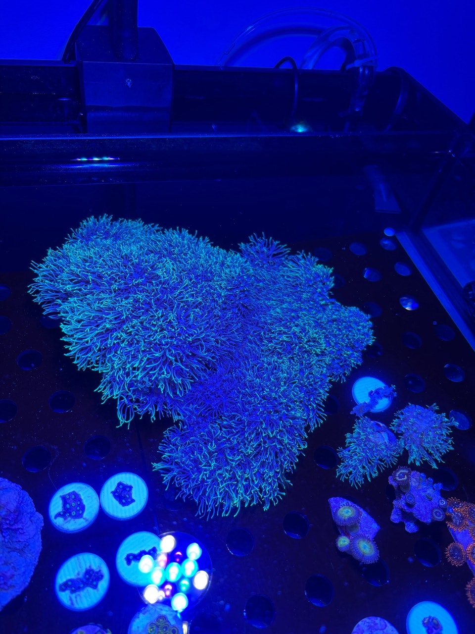 GSP Green Star Polyps | Livestock | Mississauga / Peel Region | Free ...