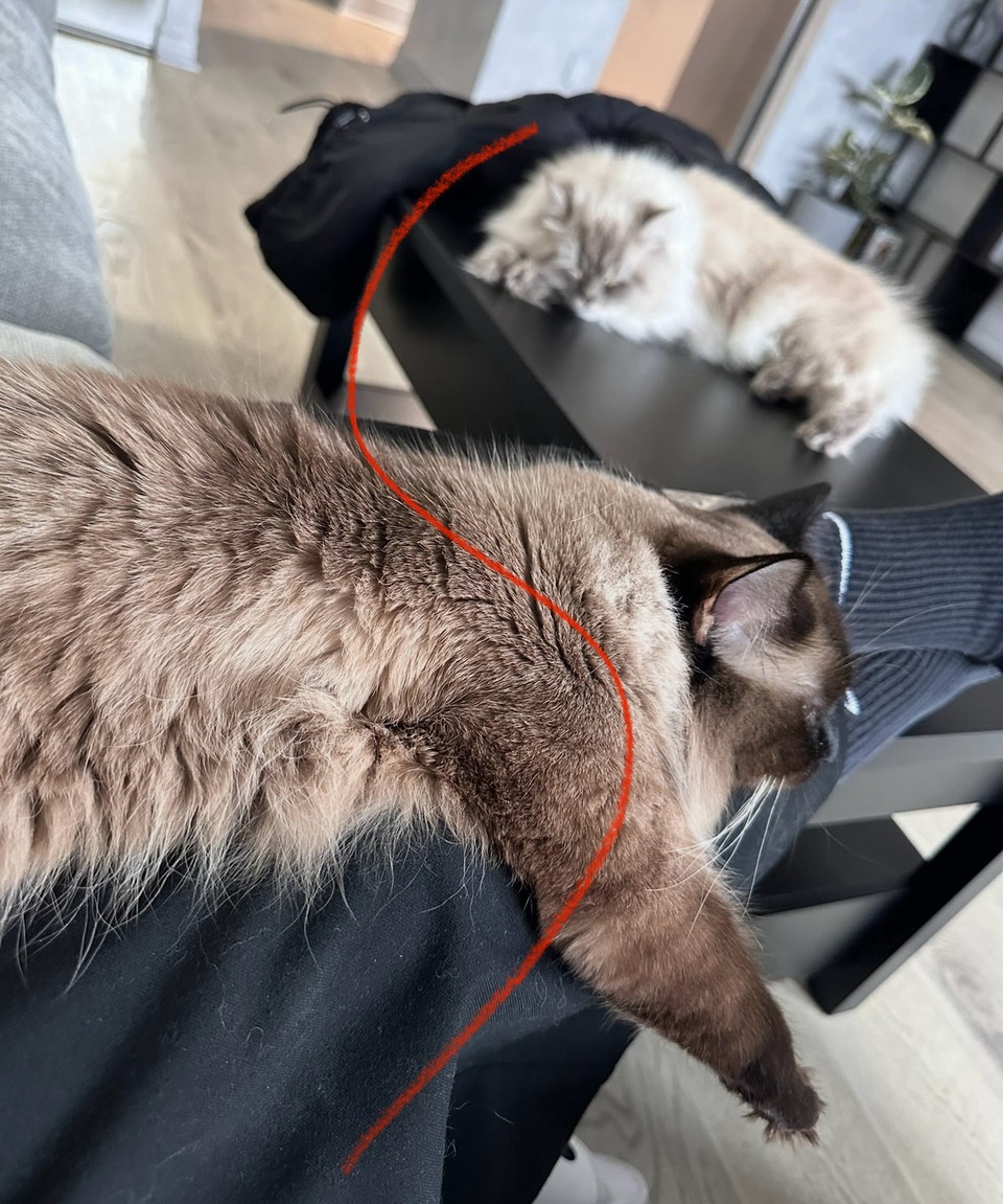 male cats | Cats & Kittens for Rehoming | City of Montréal | Free local ...