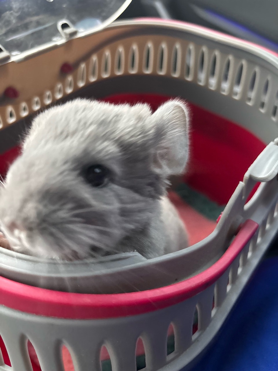 chinchilla | Small Animals for Rehoming | Québec City | Free local ...