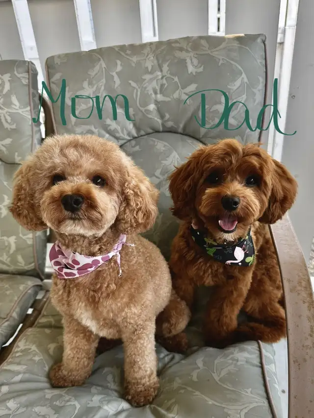 Only 3 Left! Cockapoo puppies | Dogs & Puppies for Rehoming | Red Deer ...