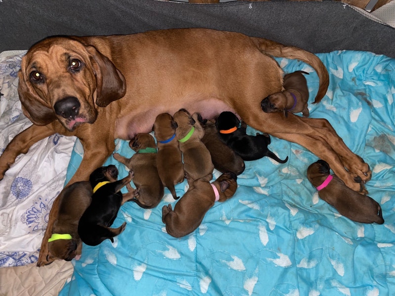 Bloodhound / redbone coonhound (majestic treehound) puppies! | Dogs ...