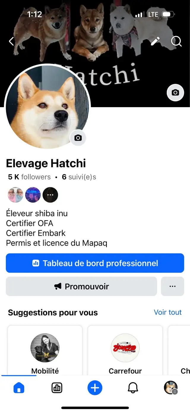 Chiot Shiba Inu puppies ! Pure race !! MICRO PUCÉ | Dogs & Puppies for ...