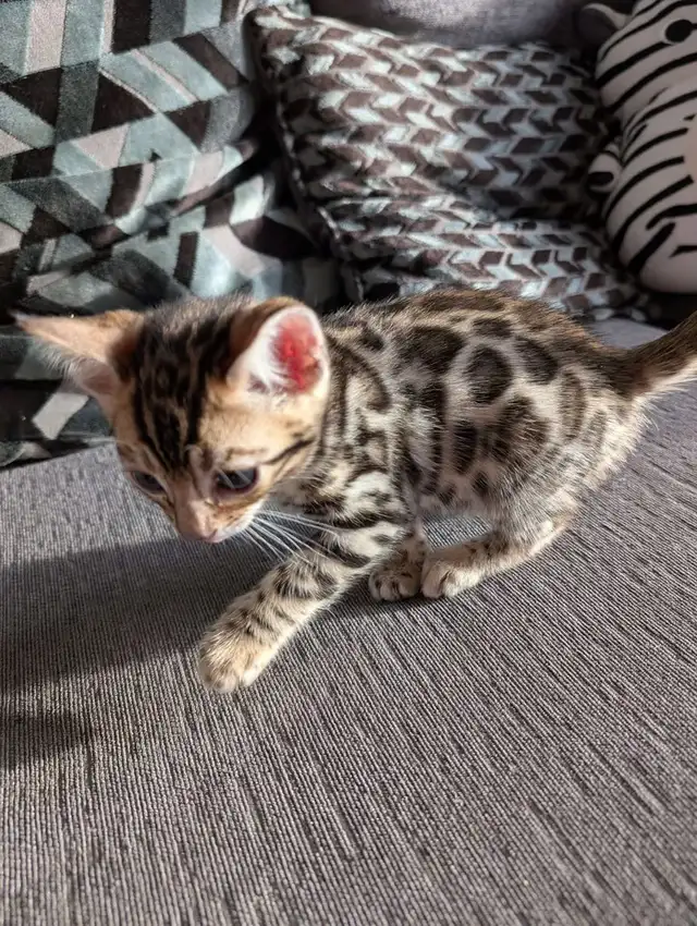 Bengal kittens | Cats & Kittens for Rehoming | City of Montréal | Free ...