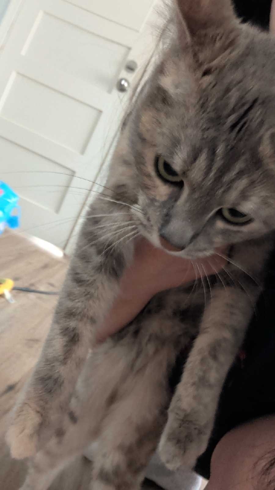 Bengal and Maincoon/Russian Blue Mix CAT | Cats & Kittens for Rehoming ...