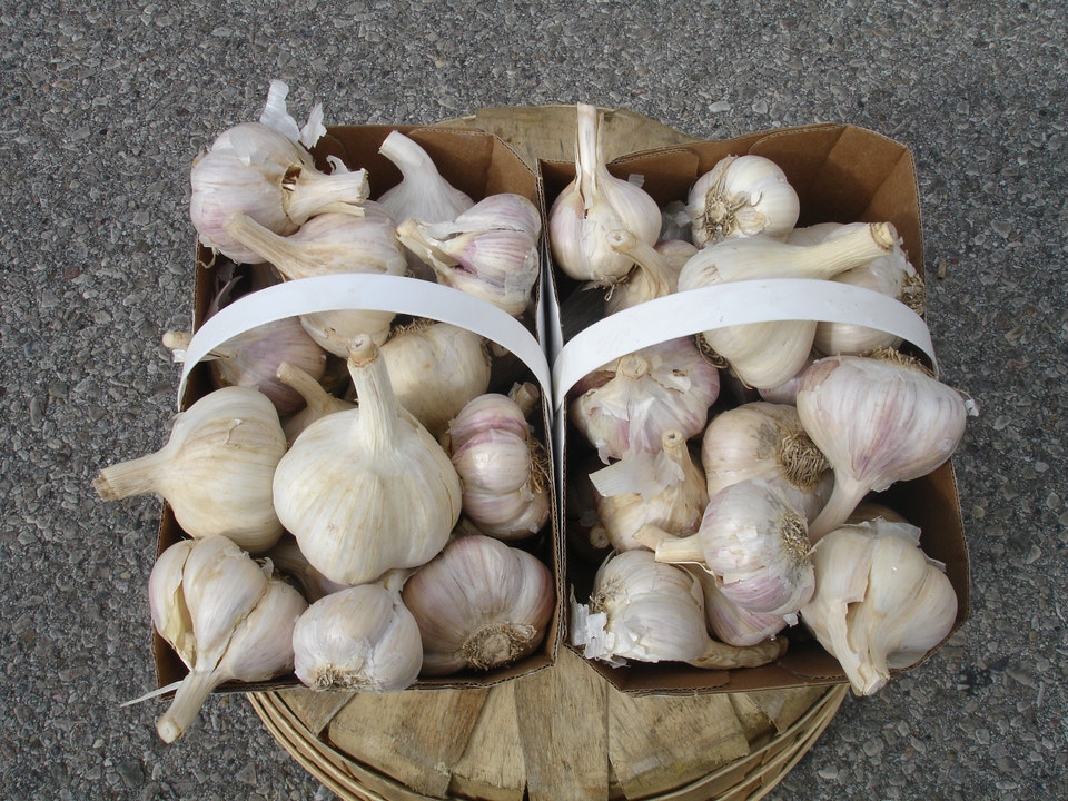 FRESH ORGANIC GARLIC GARLIC GARLIC GARLIC GARLIC GARLIC GARLIC ...