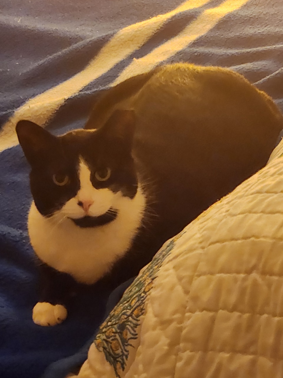 Missy May Needs a New Home | Cats & Kittens for Rehoming | Windsor ...