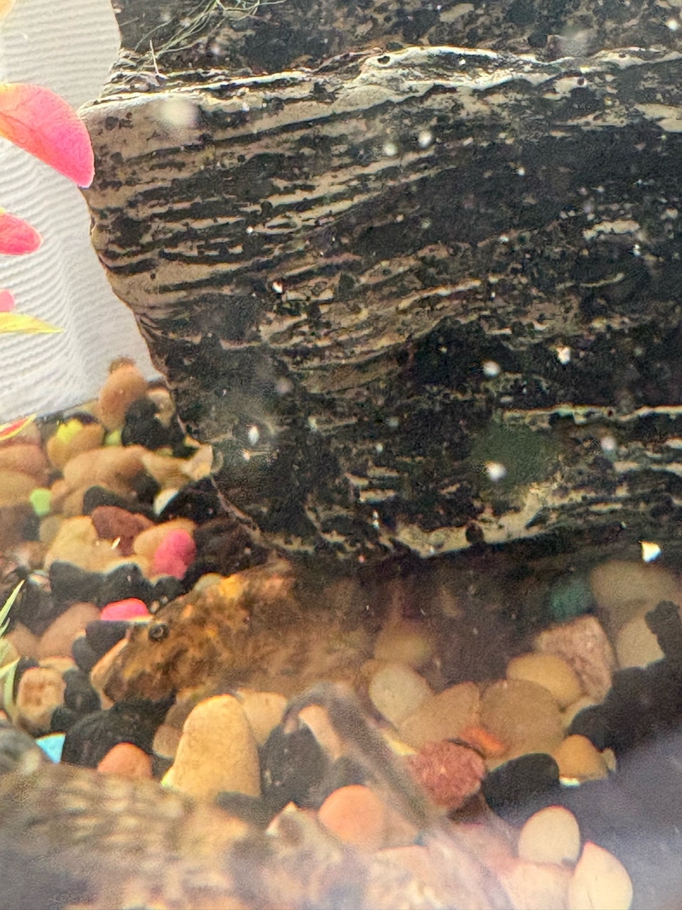 4 Cory Dora’s, a clown pleco N fish tank | Fish for Rehoming ...
