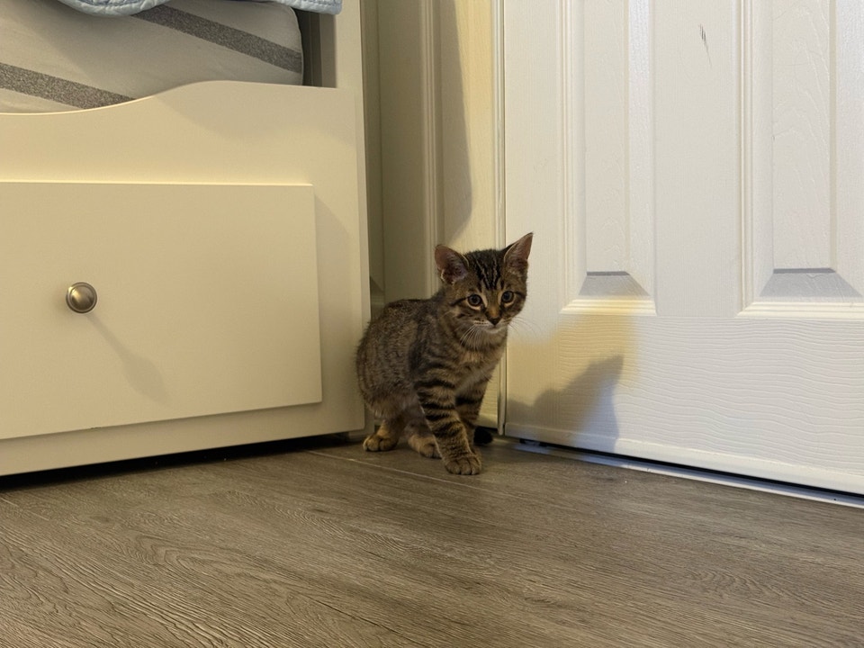 Friendly kitten with food litter box and bed | Cats & Kittens for ...