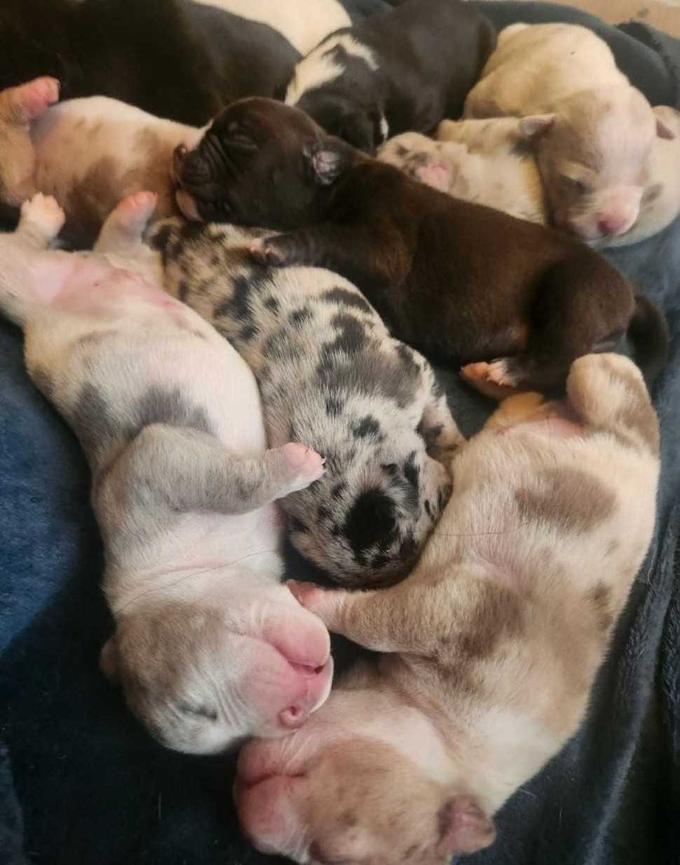 Micro Pups – Merle -3 left - Premium Bloodlines | Dogs & Puppies for ...