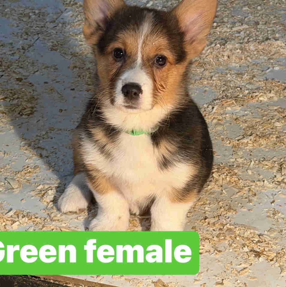 Pembroke Welsh Corgi | Dogs & Puppies for Rehoming | City of Toronto ...