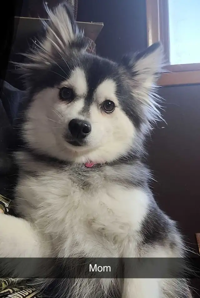 Alaskan KleeKai/ Miniature American Eskimo Puppies FOR SALE | Dogs ...