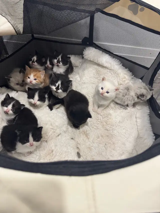 Ragdoll mix kittens. 8 available | Cats & Kittens for Rehoming ...