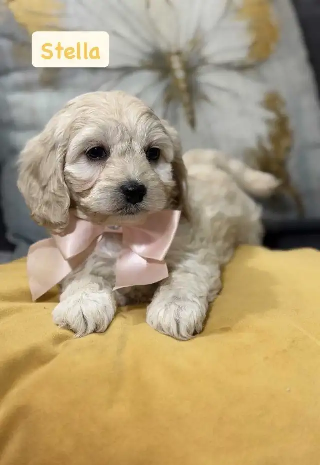 ⭐Chiots Mini Cockapoo ⭐(plus que 2 chiots disponibles)⭐ | Dogs ...