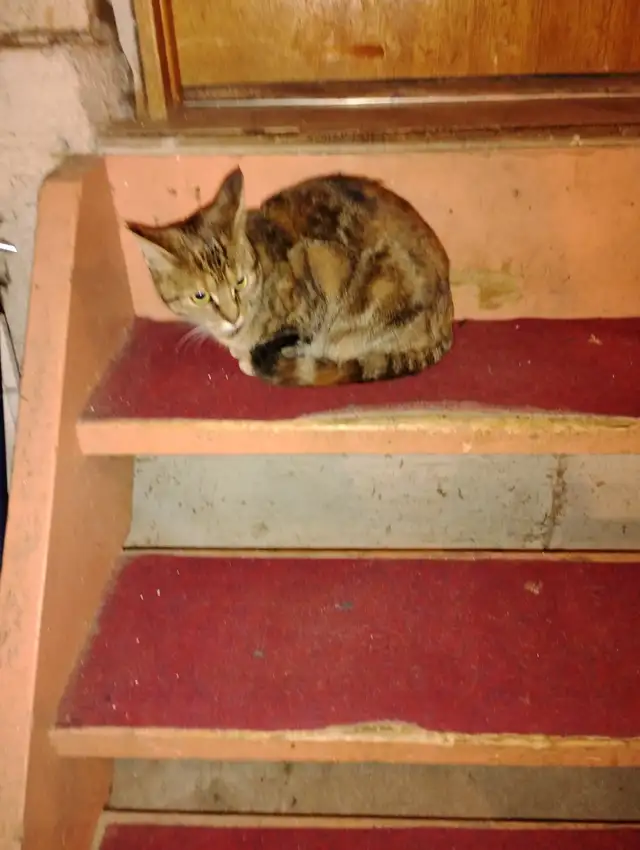 Found female cat. Young and well kempt. | Lost & Found | London | Free ...
