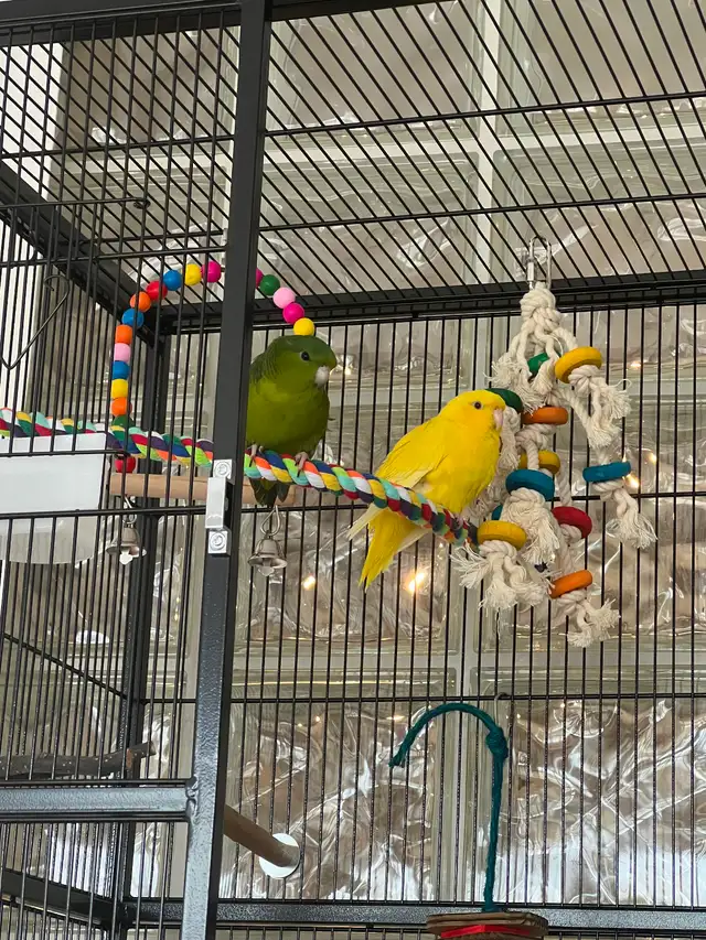 Toui Catherine | Birds for Rehoming | City of Montréal | Free local ...