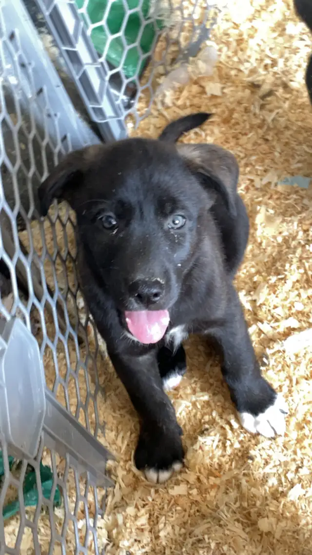 Chiot née le 10 avril prête a partir | Animal & Pet Services ...