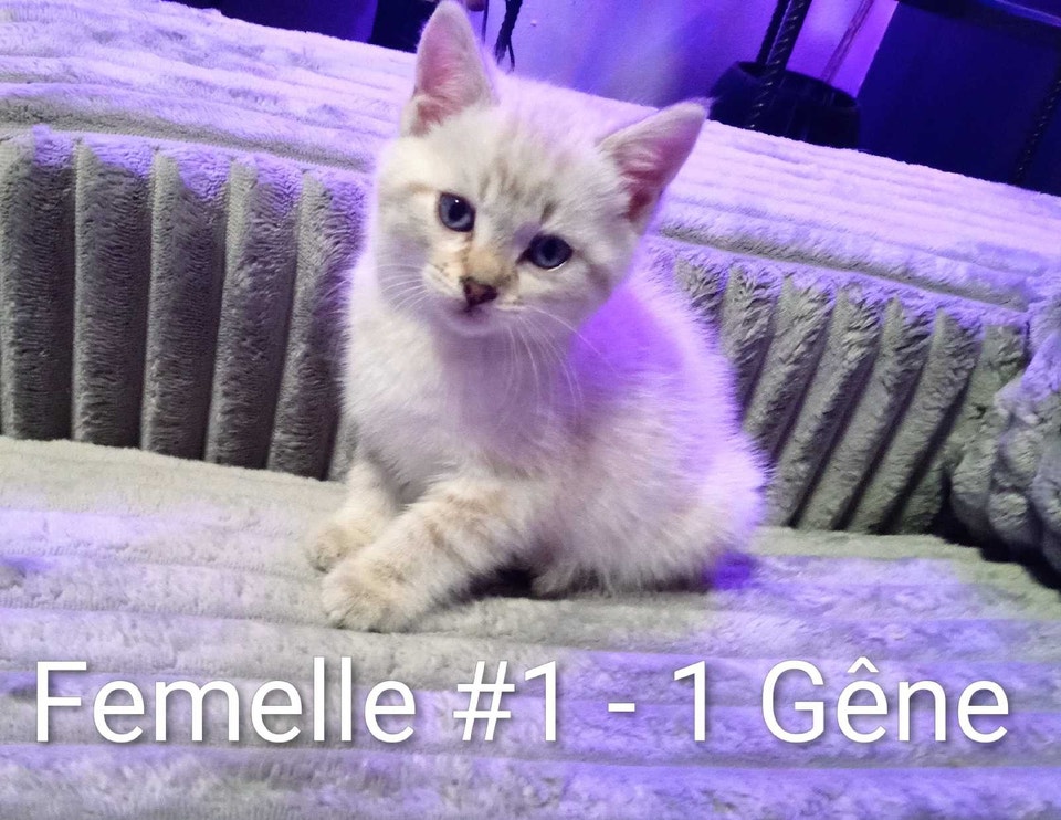 CHATON HIGHLANDS LYNX X4 , 514-501-9810 | Cats & Kittens for Rehoming ...