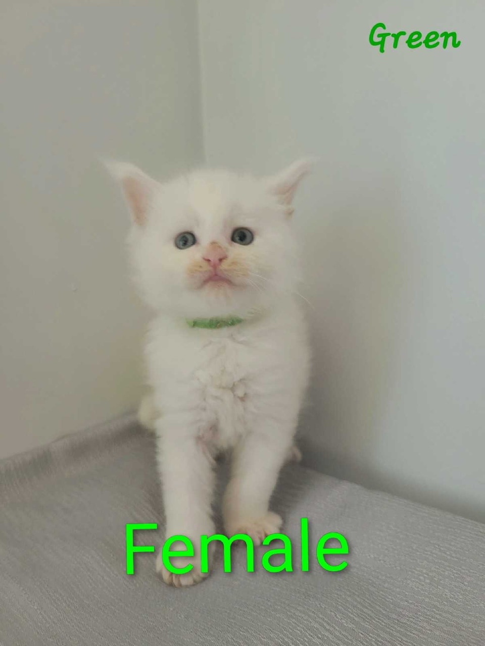 Purebred Maine Coon Kittens Only 3 Left!! | Cats & Kittens for Rehoming ...