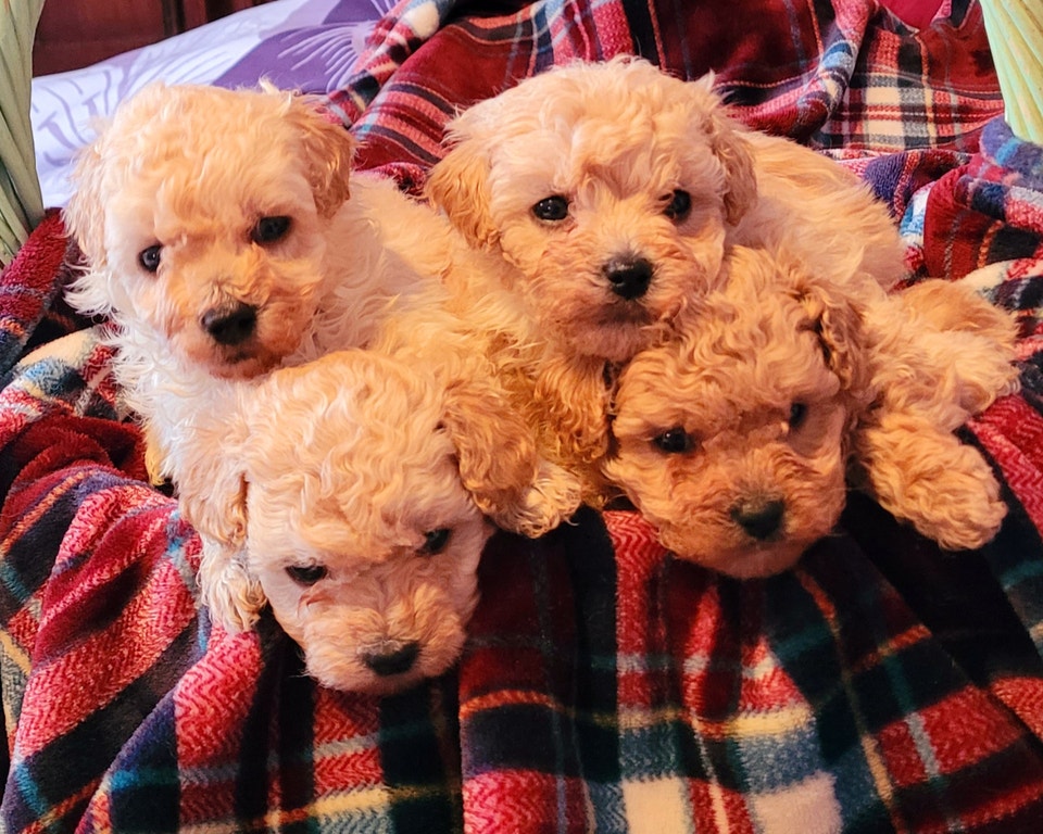 Pure breed small Poodle puppies | Dogs & Puppies for Rehoming | North ...