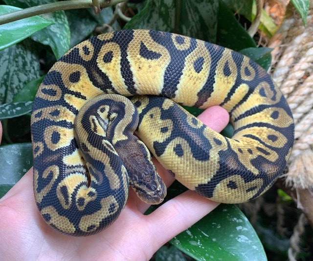 Fancy Ball Pythons | Reptiles & Amphibians for Rehoming | Delta/Surrey ...