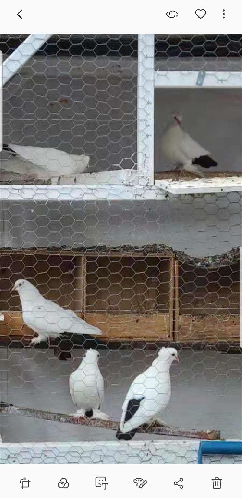 100 pigeon Buy one get one free. | Birds for Rehoming | Cornwall | Kijiji