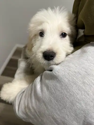 30 ads for puppies in Pets in Kamloops | Kijiji Marketplaces