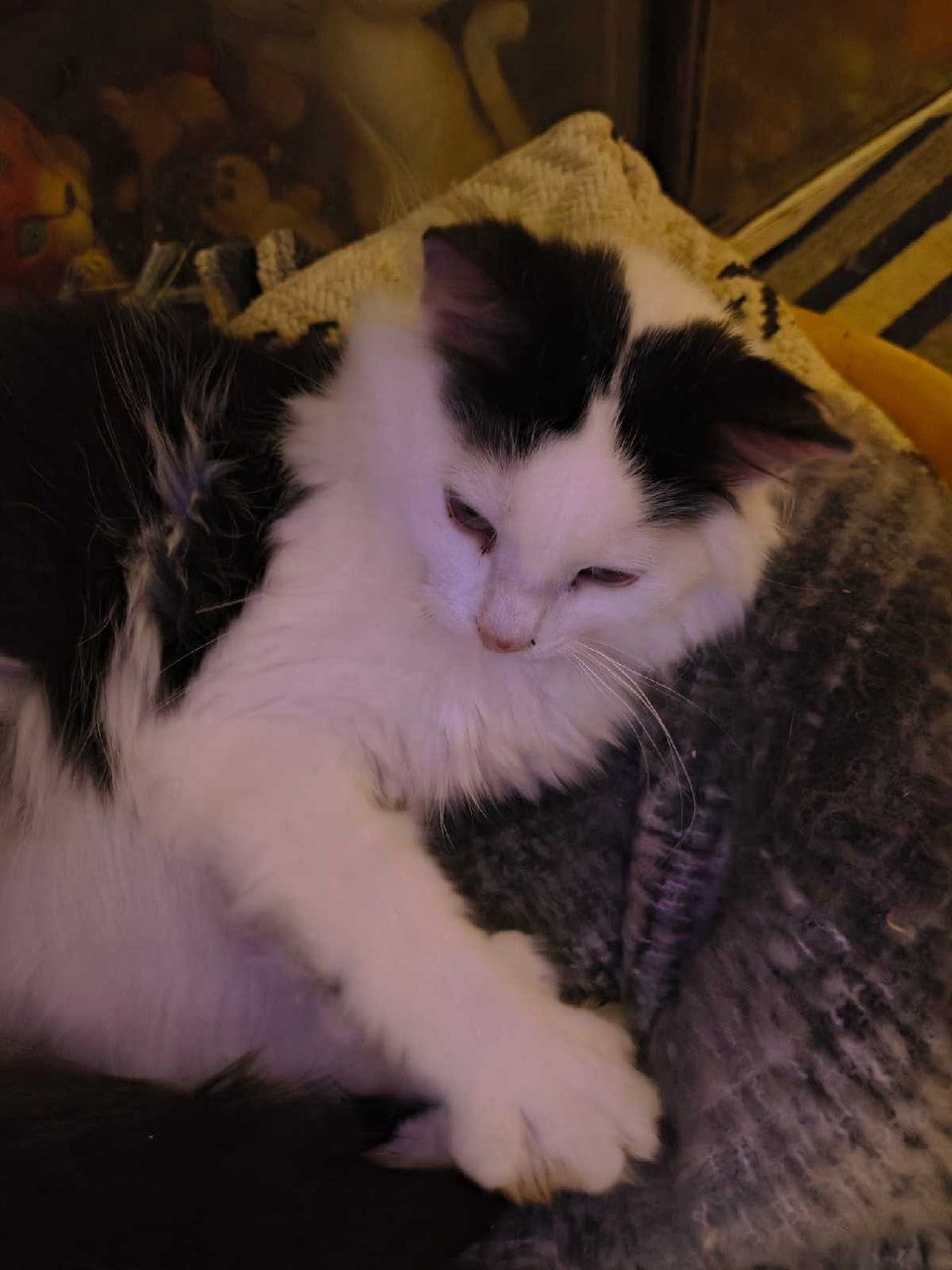 Male kitten | Cats & Kittens for Rehoming | City of Toronto | Free ...