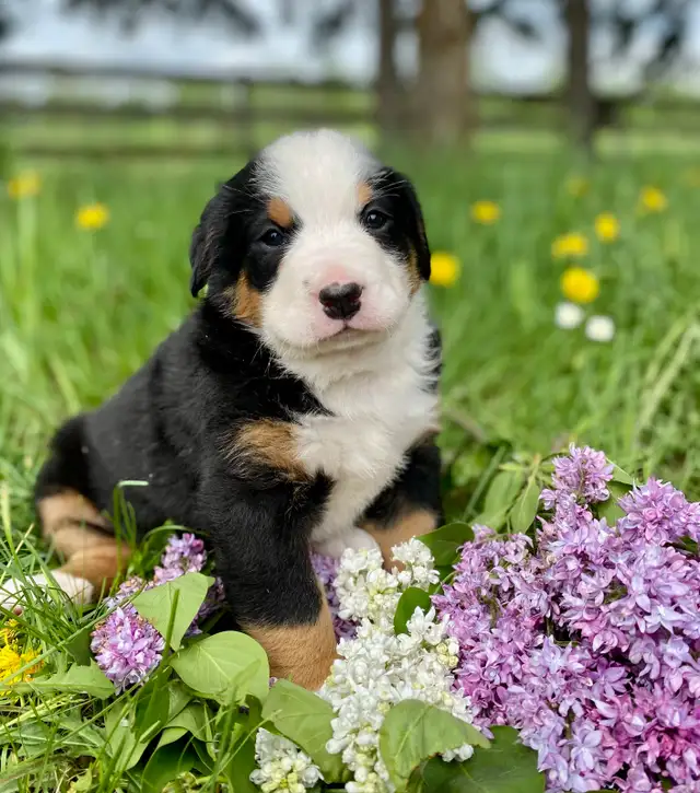 Swiss Bernese Mountain Puppies for Sale | Dogs & Puppies for Rehoming ...
