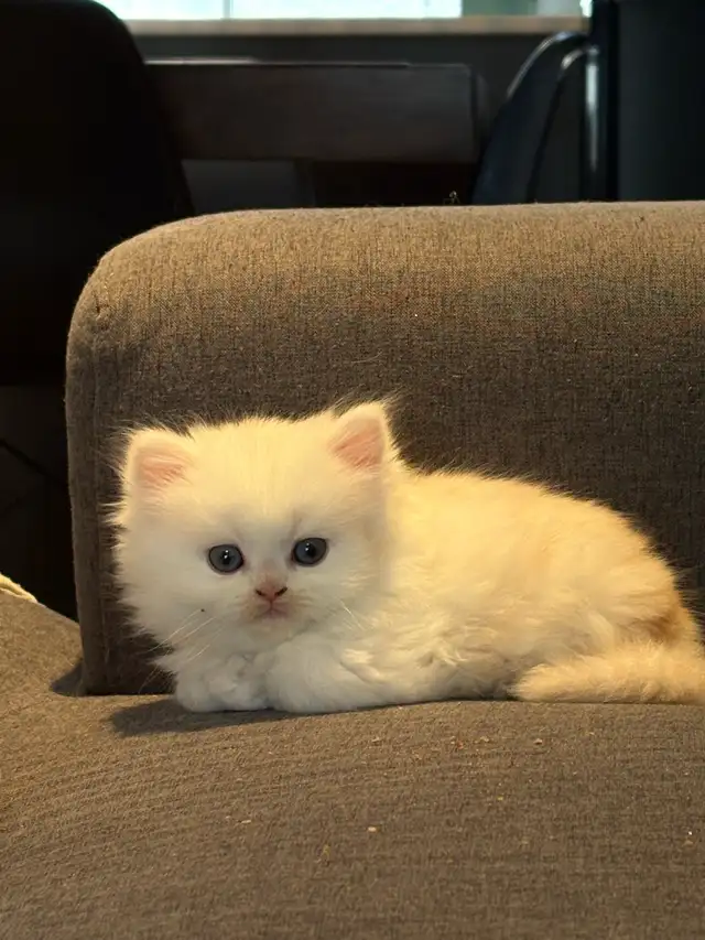 chatons persan pure race | Cats & Kittens for Rehoming | Laval / North ...