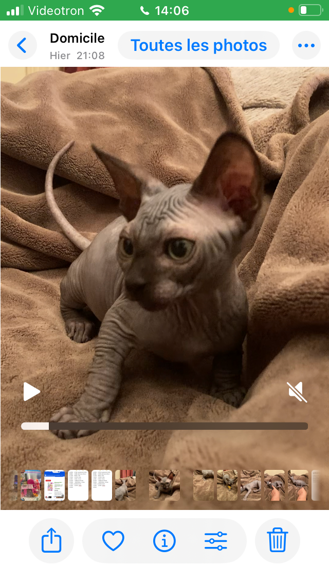 Chaton sphynx mâle ️stérilisé ️prêt à partir | Cats & Kittens for ...