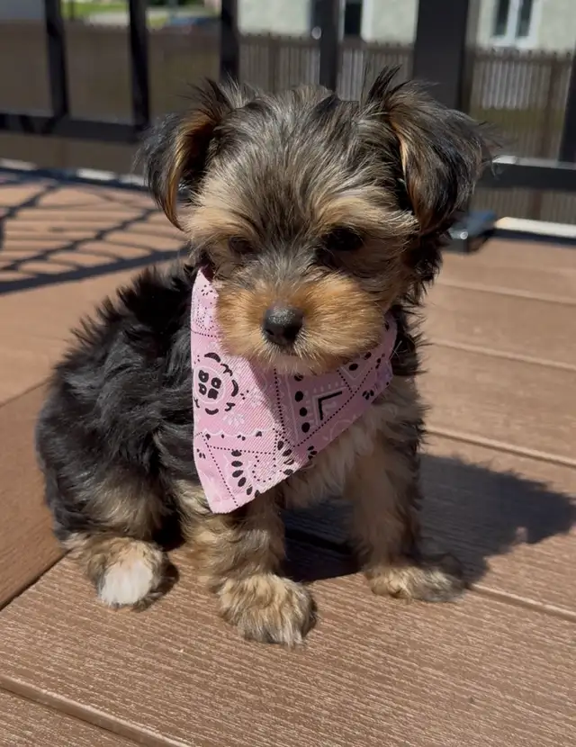 Belle petite Morkie Biewer ( Bichon/ Yorkshire Biewer ) chiot | Dogs ...