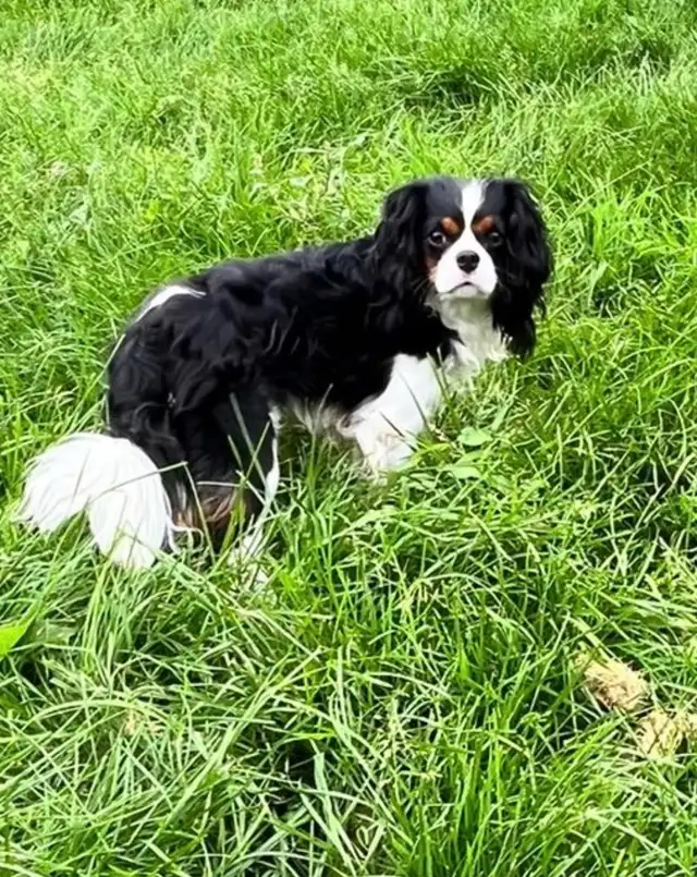 RESERVER cavalier King Charles de qualité a reserver | Dogs & Puppies ...